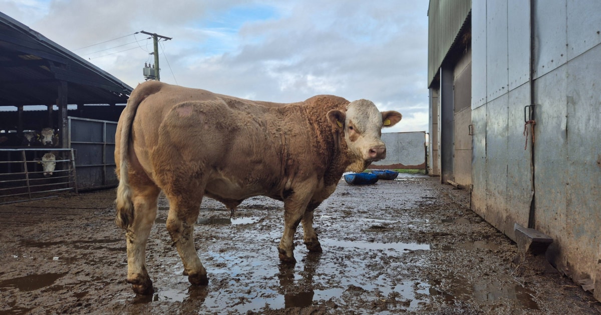 1 Pedigree Simmental Breeding Bull | SellMyLivestock - The Online ...