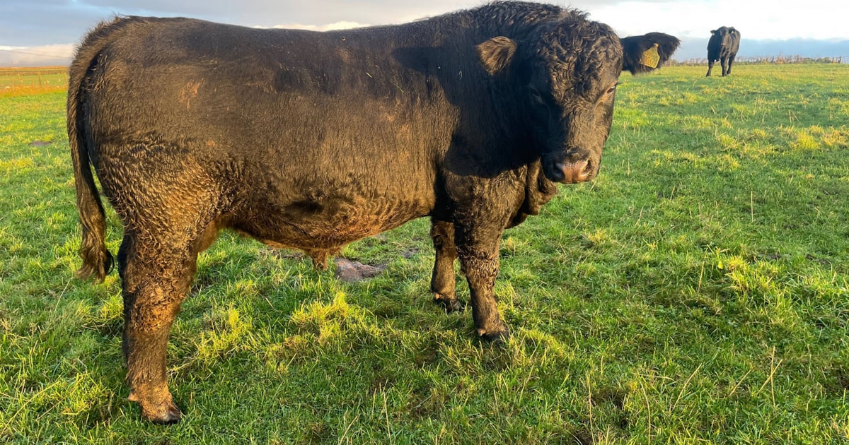 2 Pedigree Aberdeen Angus Breeding Young Bulls | SellMyLivestock - The ...