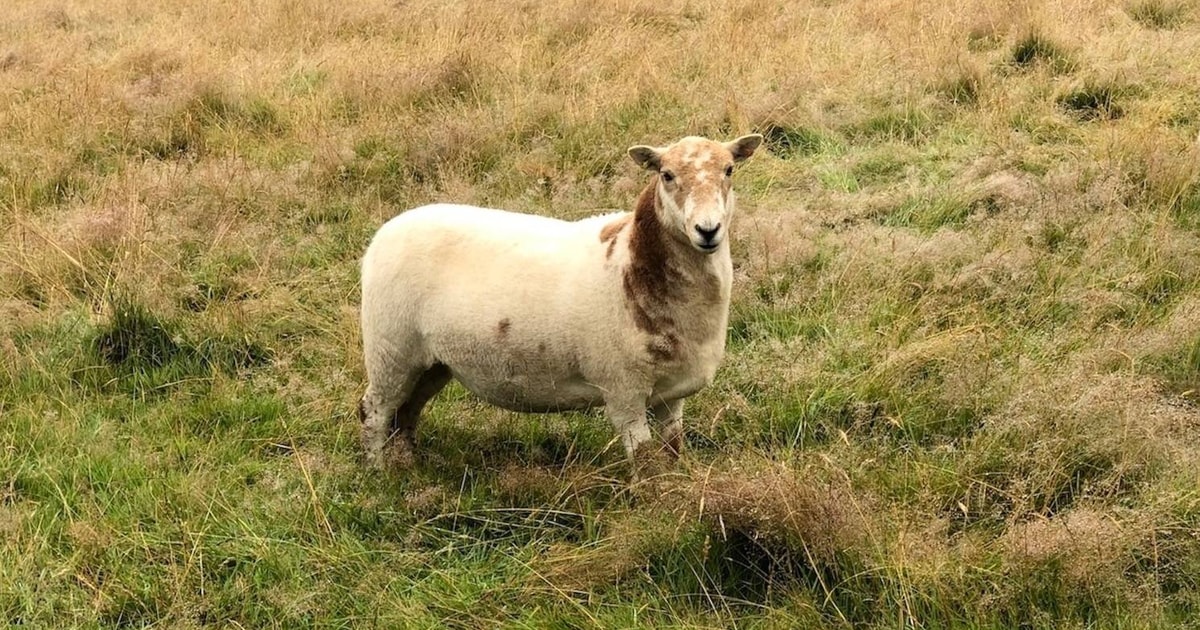 22 Welsh Mule, Cheviot Mule Cross Breeding, Store Ewes ...