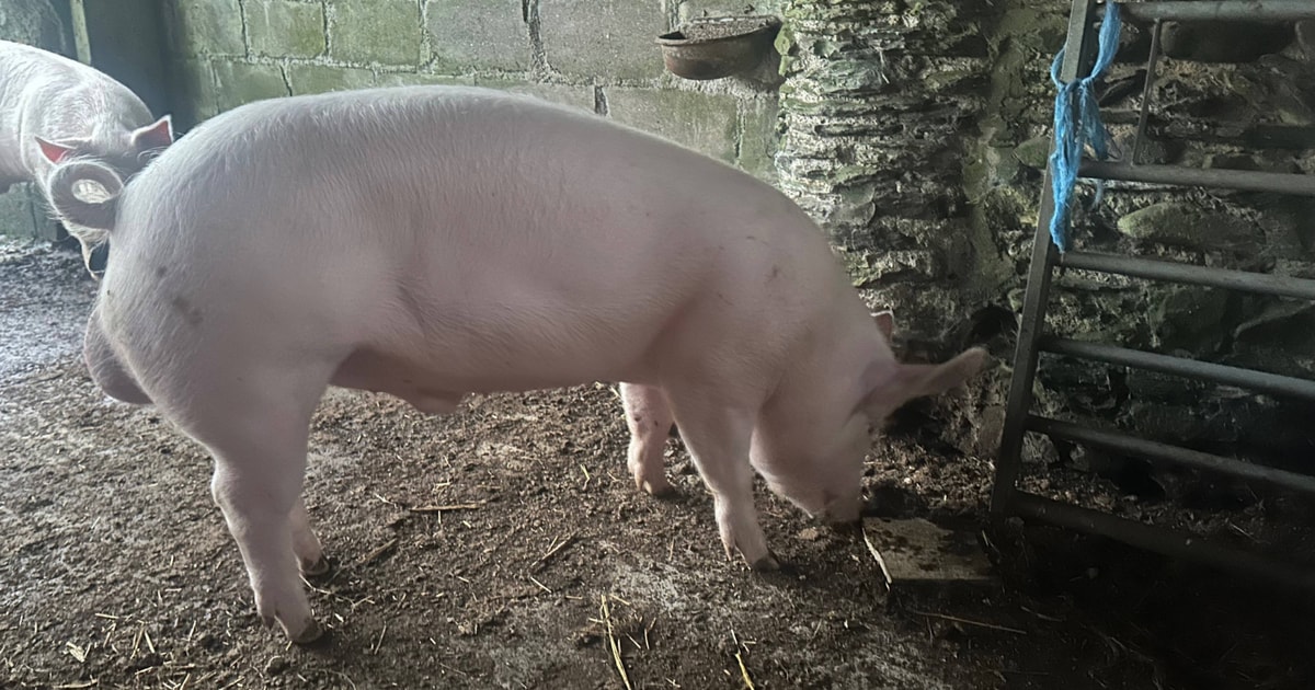 1 Pedigree Large White Breeding, Growing Boar | SellMyLivestock - The ...