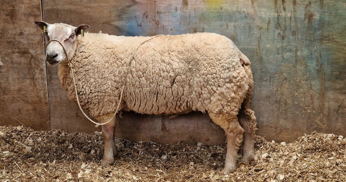 1 Charollais Breeding Ram | SellMyLivestock - The Online Livestock ...