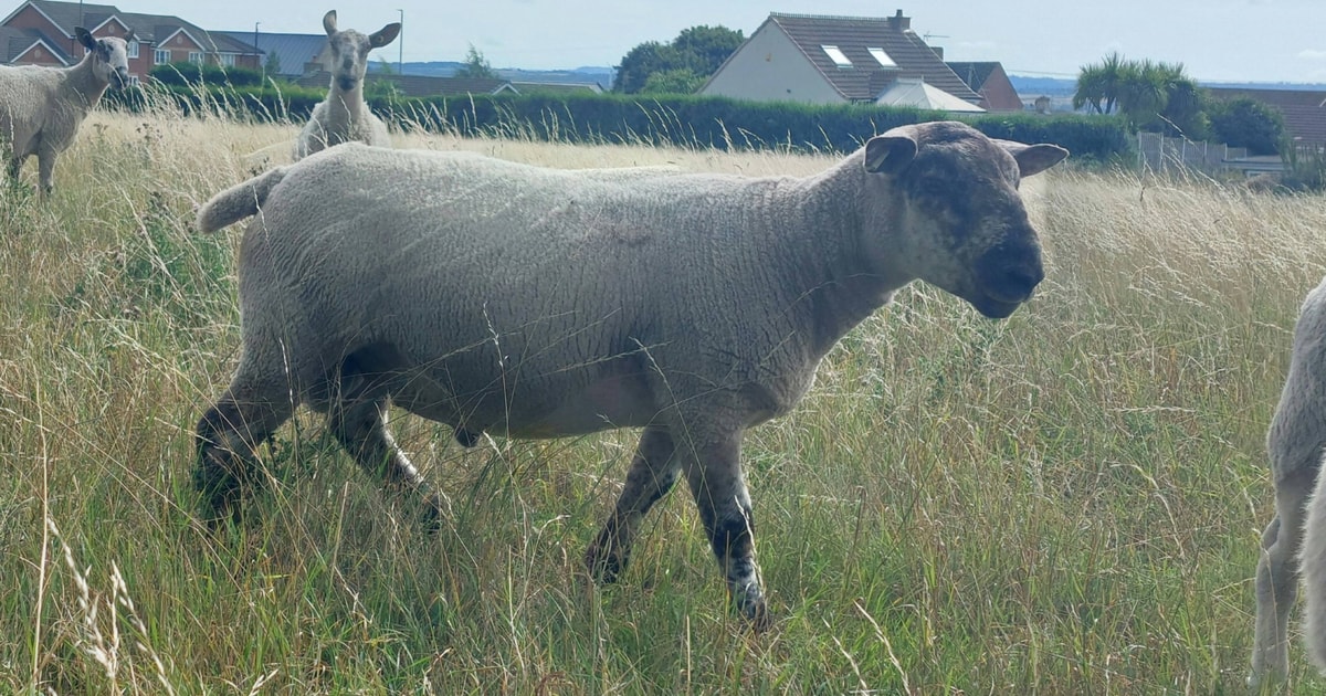 3 Suffolk, Texel Breeding Rams, Shearlings | SellMyLivestock - The ...