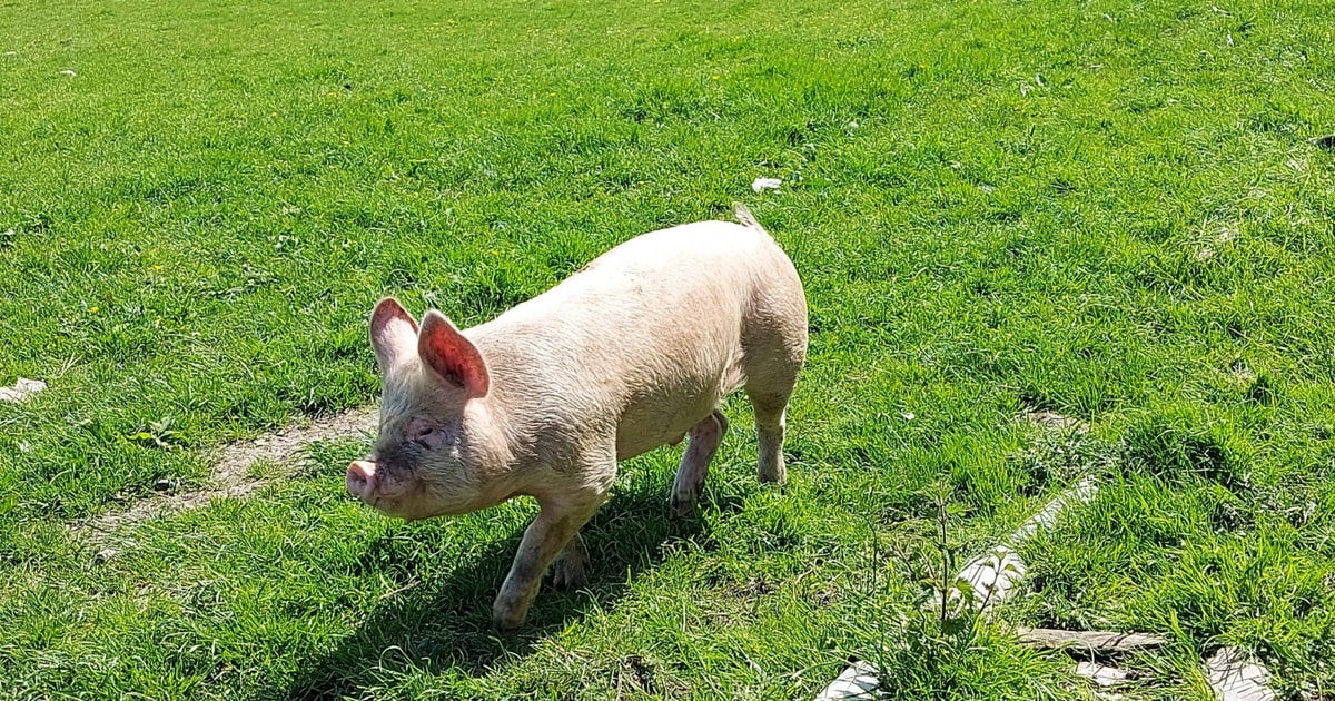 4 Pedigree Middle White Growing, Breeding Boars | SellMyLivestock - The ...