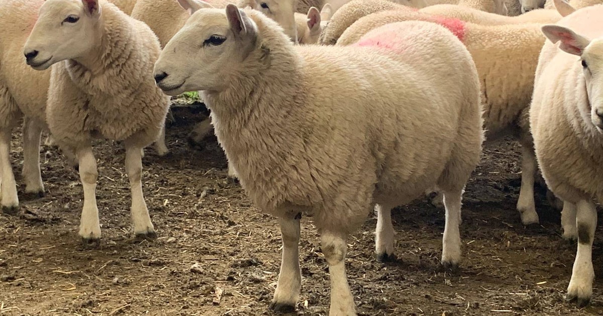 33 Cheviot Cross Breeding, Store Lambs, Ewes | SellMyLivestock - The ...