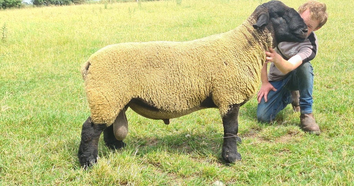 1 Pedigree Suffolk Breeding Ram, Shearling | SellMyLivestock - The ...
