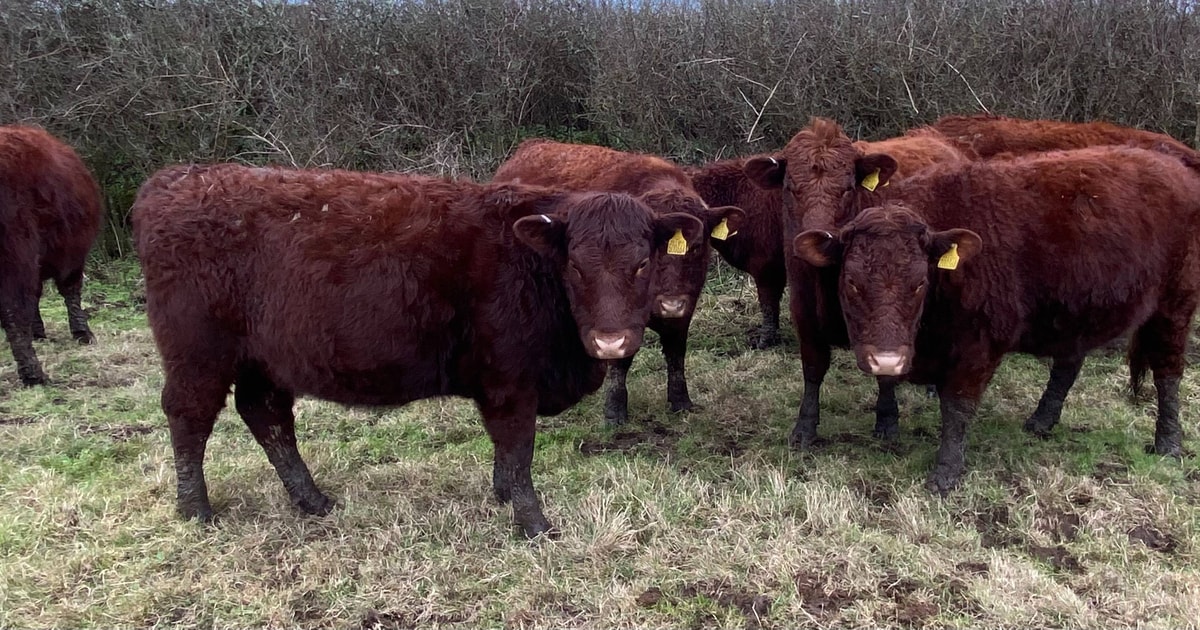 4 Pedigree Red Ruby Devon Breeding, Store Heifers | SellMyLivestock ...