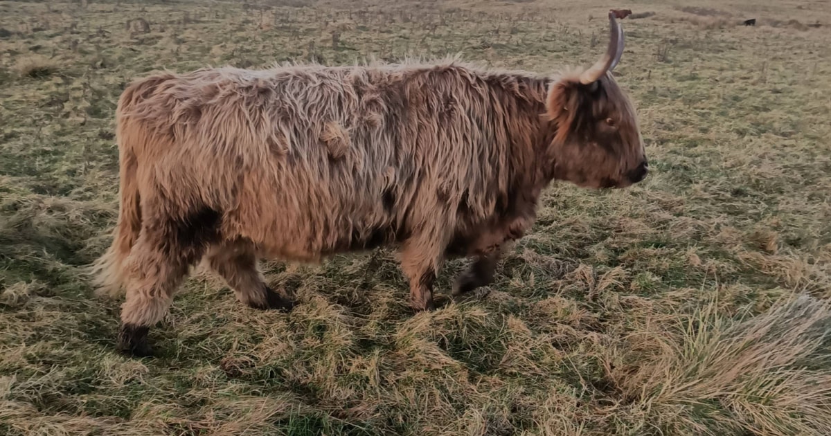3 Organic Pedigree Highland Breeding Cows | SellMyLivestock - The ...
