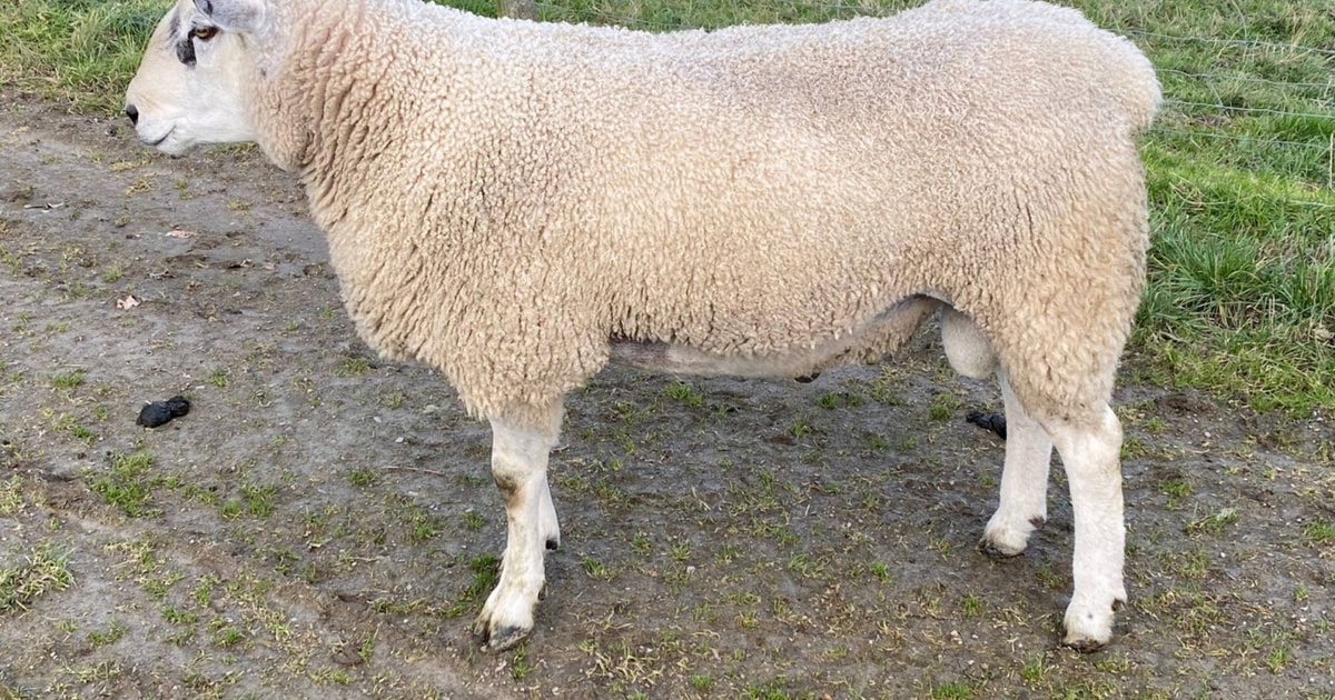 1 New Zealand Texel, Bluefaced Leicester Cross Breeding Ram ...