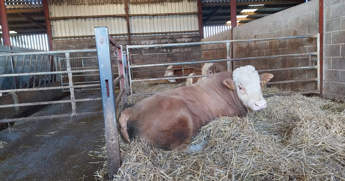 2 Pedigree Simmental Breeding Bulls | SellMyLivestock - The Online ...