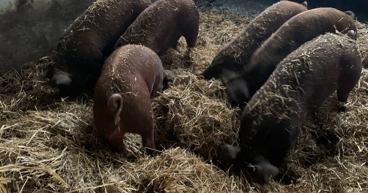 6 Duroc Breeding Gilts | SellMyLivestock - The Online Livestock Marketplace