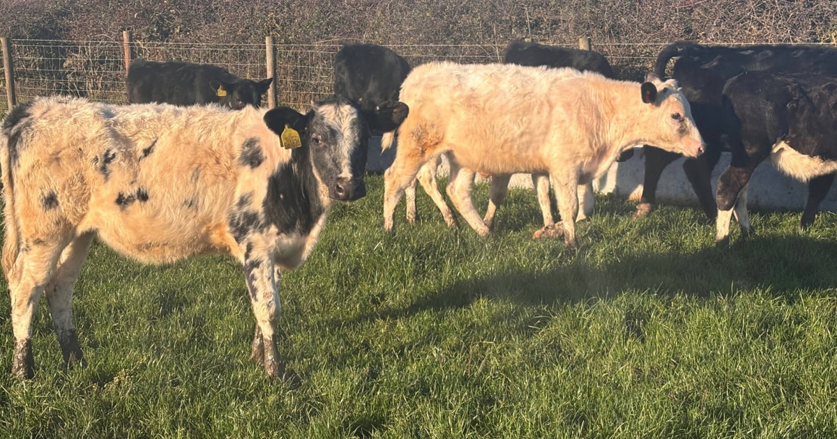 8 British Blue Cross Calves | SellMyLivestock - The Online Livestock ...