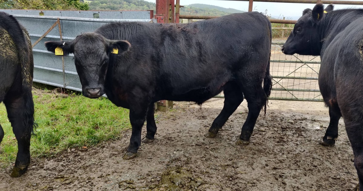 8 Aberdeen Angus Store Steers | SellMyLivestock - The Online Livestock ...