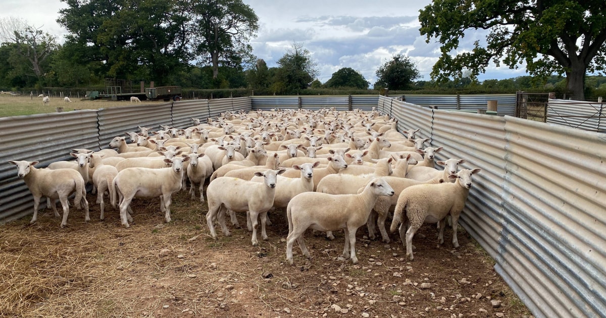 200 Exlana Cross Breeding Lambs | SellMyLivestock - The Online ...