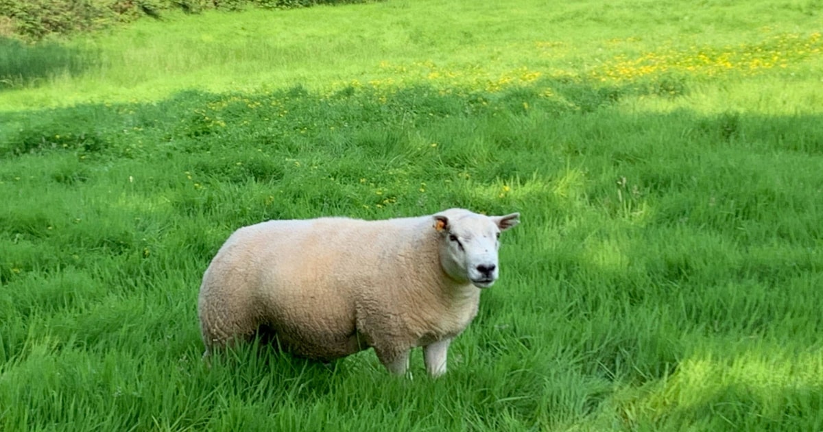 1 Organic Texel Cross Breeding Ram | SellMyLivestock - The Online ...