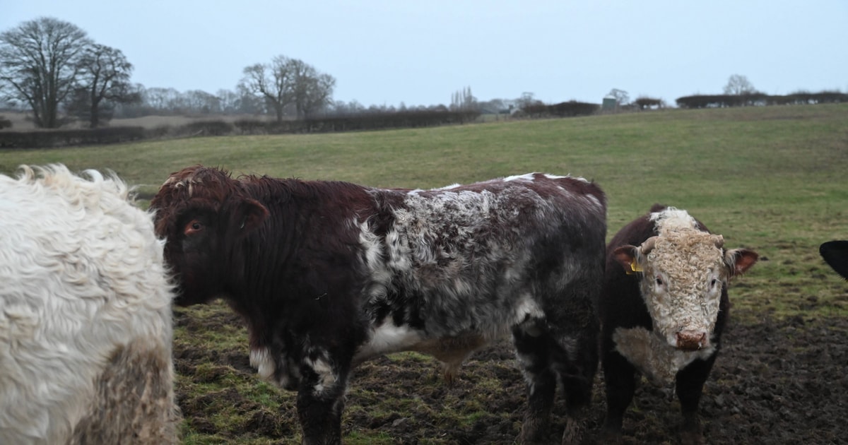 1 Pedigree Beef Shorthorn Breeding Bull | SellMyLivestock - The Online ...
