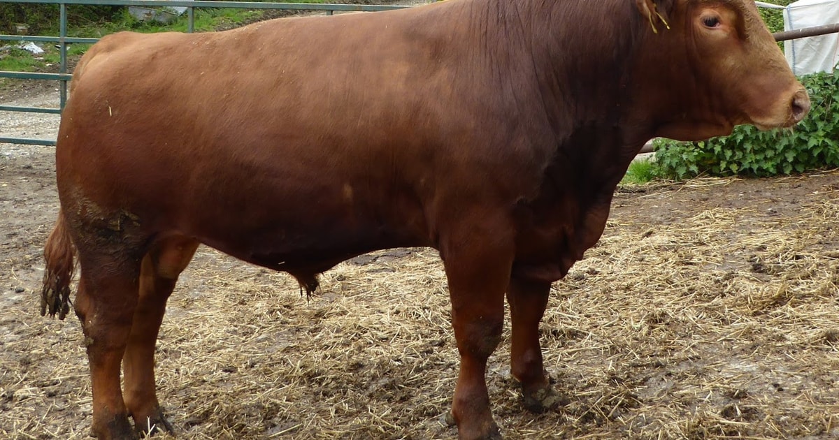 1 Organic Pedigree Stabiliser Breeding Bull | SellMyLivestock - The ...