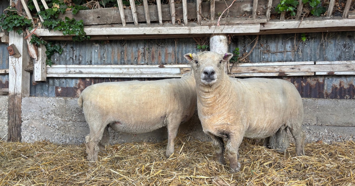 1 Pedigree Southdown Breeding Ram | SellMyLivestock - The Online ...