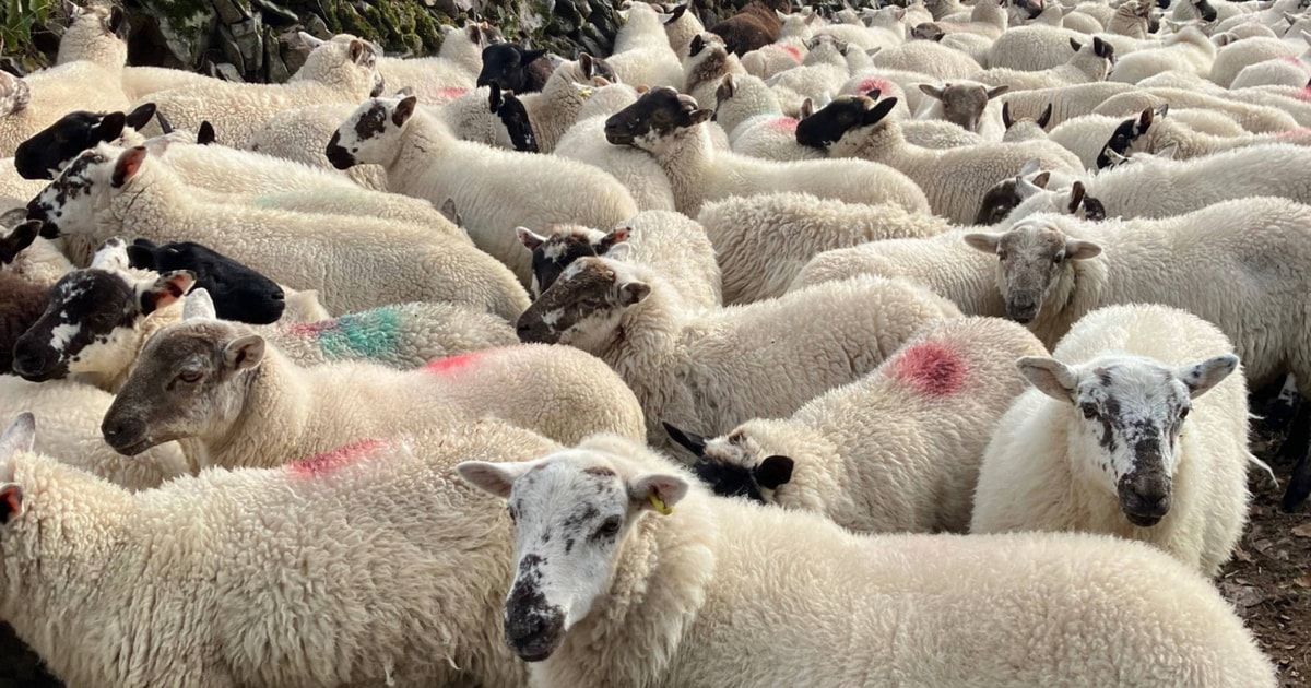 135 Organic Beulah Speckled Face Cross Store Lambs | SellMyLivestock ...