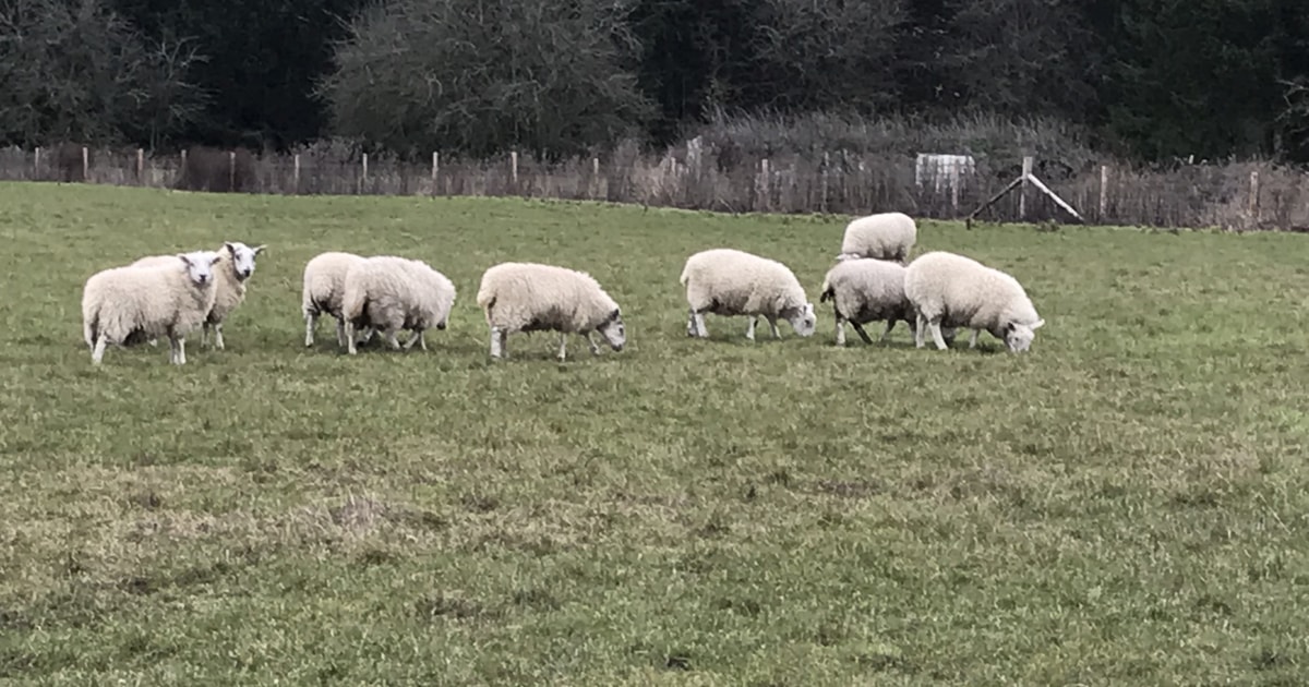 70 Cheviot, Welsh Mule Cross Store Lambs | SellMyLivestock - The Online ...