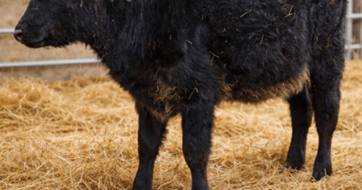 1 Organic Galloway Cross Calf | SellMyLivestock - The Online Livestock ...