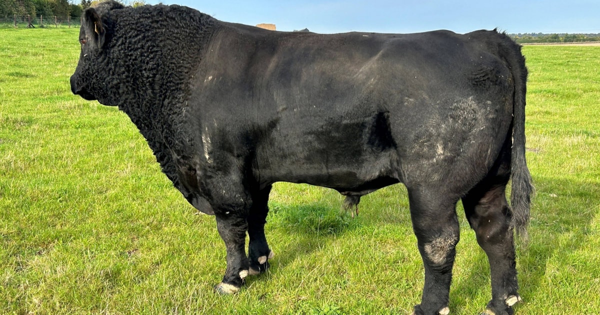 1 Pedigree Aberdeen Angus Breeding Bull | SellMyLivestock - The Online ...