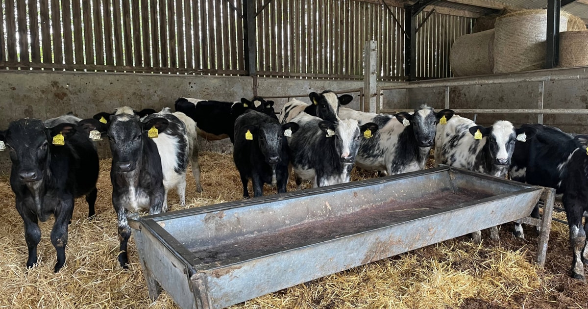 12 Belgium Blue Cross Store Young Bulls, Heifers | SellMyLivestock ...