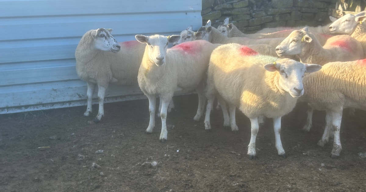 10 Texel Cross Breeding Shearlings, Gimmers | SellMyLivestock - The ...