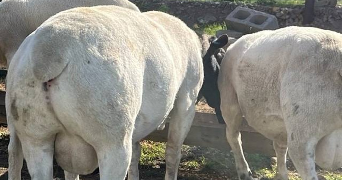 15 Pedigree Dorper Breeding Rams | SellMyLivestock - The Online ...