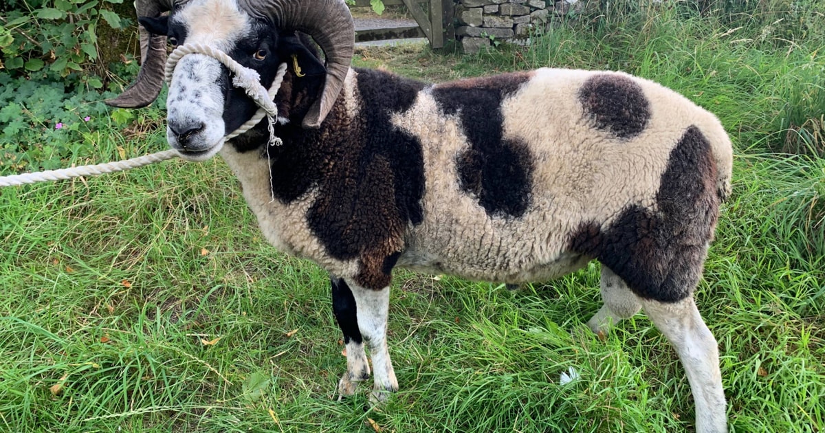 1 Pedigree Jacob Breeding Ram | SellMyLivestock - The Online Livestock ...