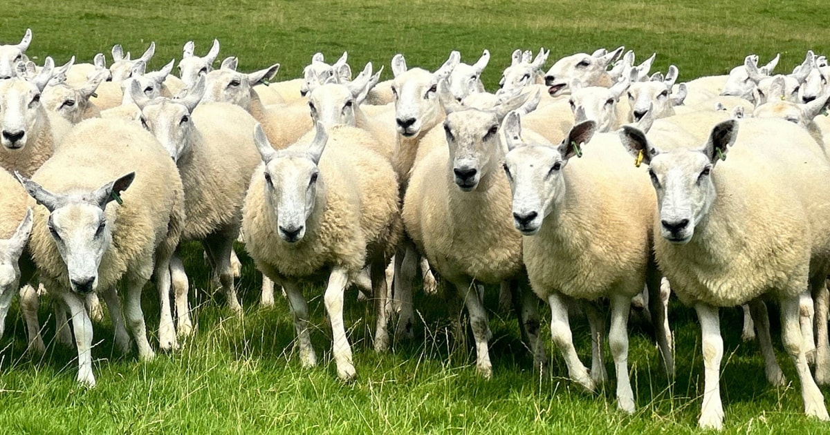 50 Cheviot Mule Breeding Shearlings | SellMyLivestock - The Online ...