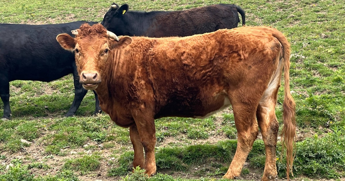 3 Dexter, Galloway Cross Breeding Cows | SellMyLivestock - The Online ...
