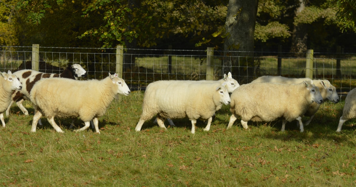 25 North Country Cheviot, New Zealand Romney Cross Breeding Ewes ...