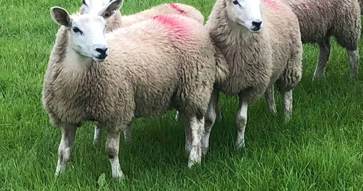 25 Welsh Mule, Cheviot Mule, Texel Cross Breeding Lambs, Gimmers ...
