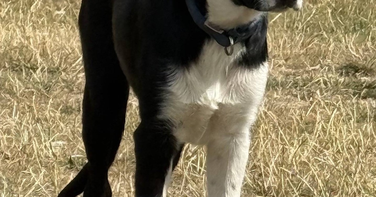 1 Border Collie (Male) | SellMyLivestock - The Online Livestock Marketplace