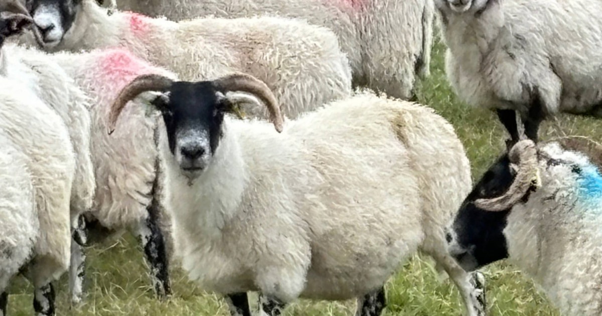 75 Blackface Breeding Ewes | SellMyLivestock - The Online Livestock ...