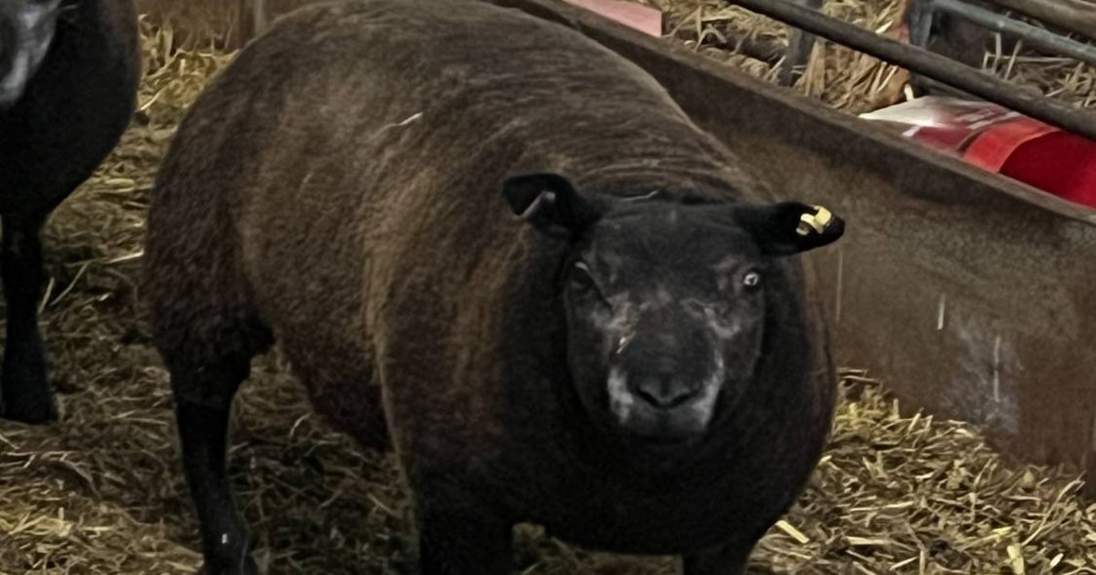 1 Pedigree Blue Texel Breeding Ram, Lamb | SellMyLivestock - The Online ...