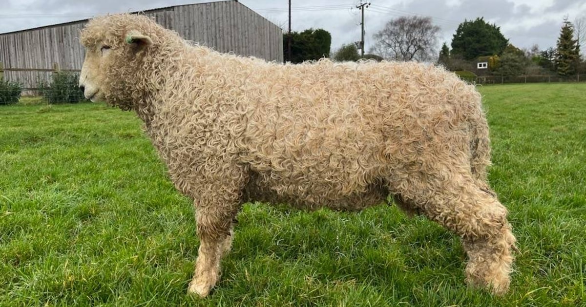 1 Pedigree Devon And Cornwall Longwool Breeding Lamb, Ram ...
