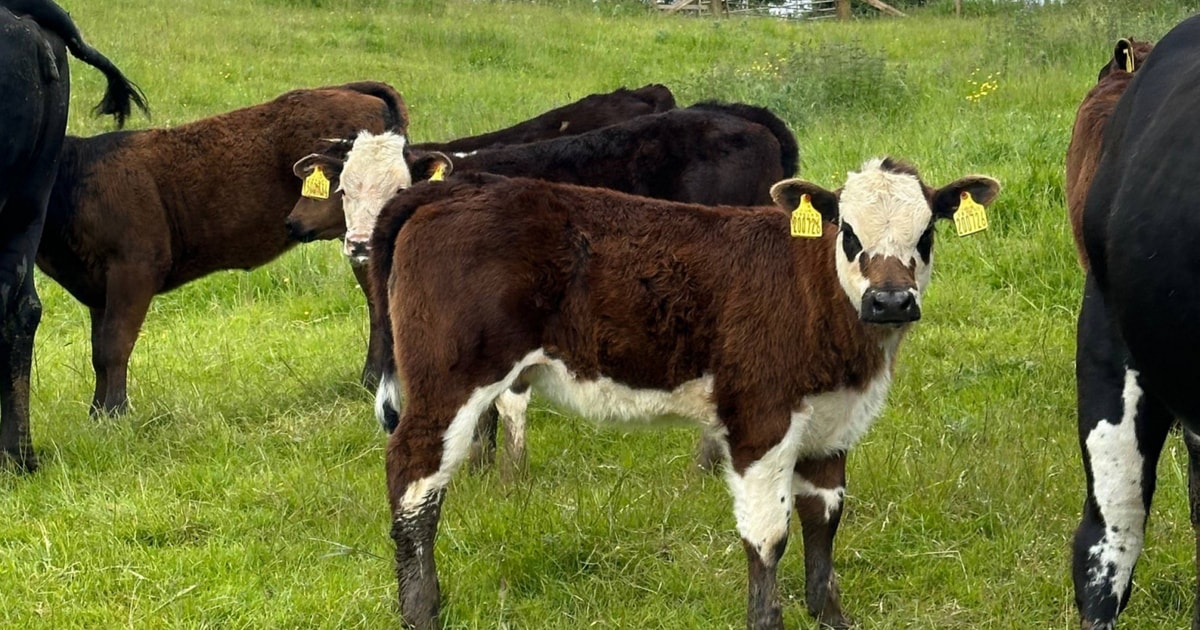 12 Aberdeen Angus Breeding Cows with Calves at Foot | SellMyLivestock ...