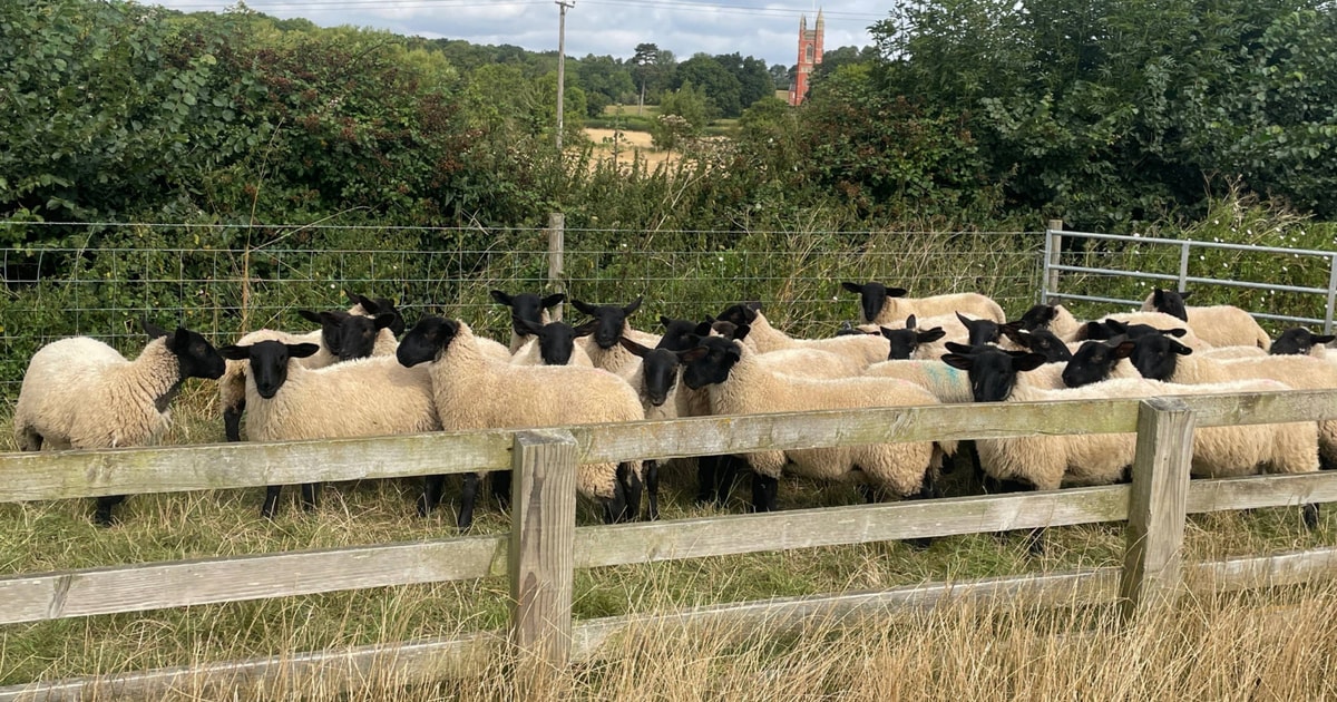 66 Suffolk Cross Breeding Lambs | SellMyLivestock - The Online ...
