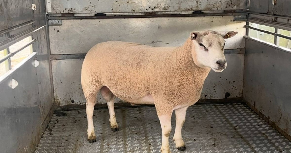 1 Texel Cross Breeding Ram | SellMyLivestock - The Online Livestock ...