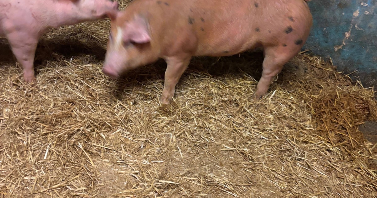 1 Duroc Cross Breeding, Growing Gilt | SellMyLivestock - The Online ...