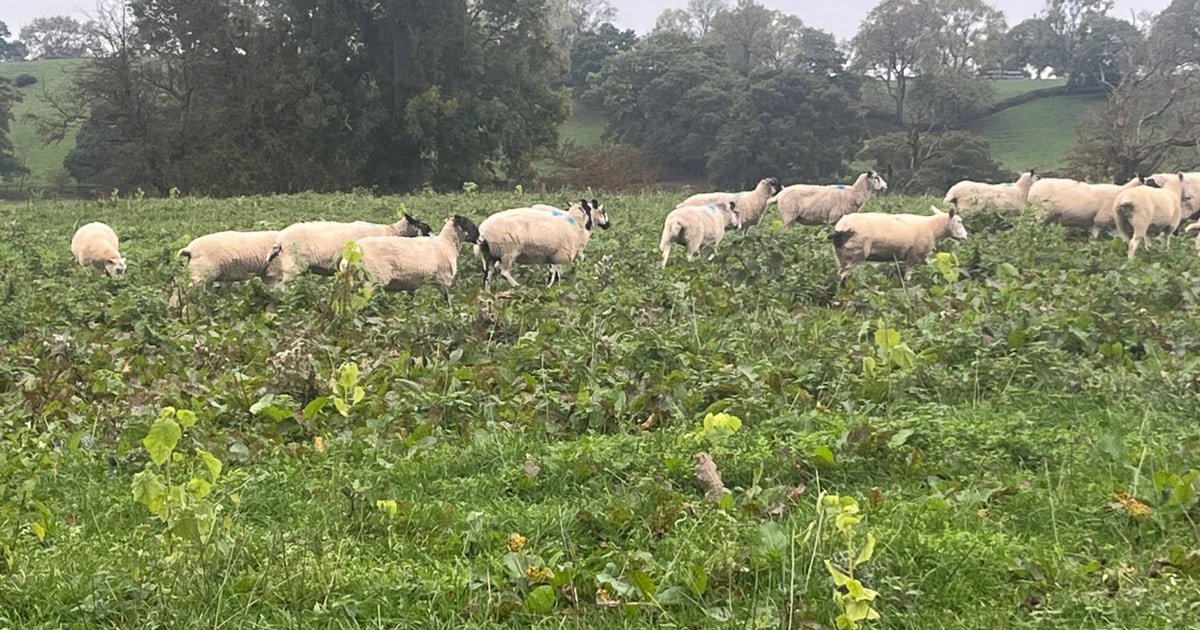 50 North of England Mule Cross In-Lamb Breeding Ewes | SellMyLivestock ...