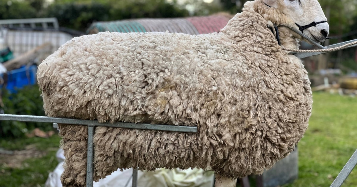 4 Pedigree Border Leicester Breeding Rams | SellMyLivestock - The ...