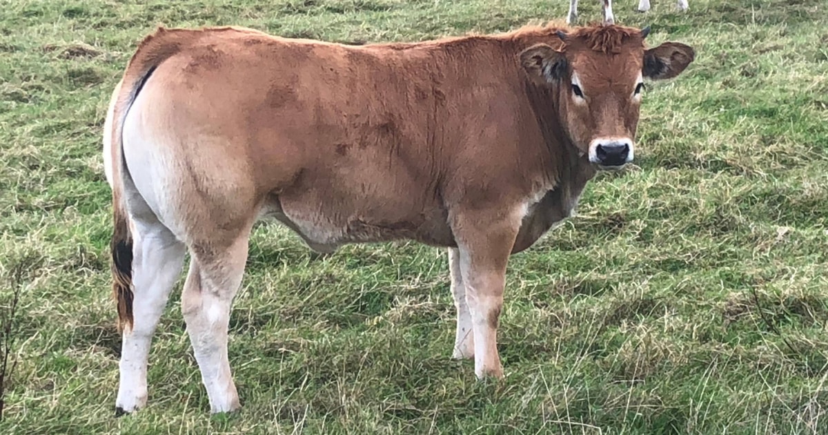 2 Pedigree Parthenais Breeding, Store Heifers | SellMyLivestock - The ...