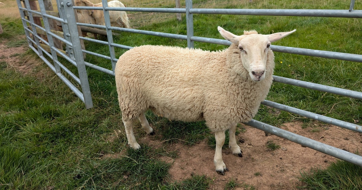 24 Organic Pedigree British Milksheep Breeding, Store Lambs ...