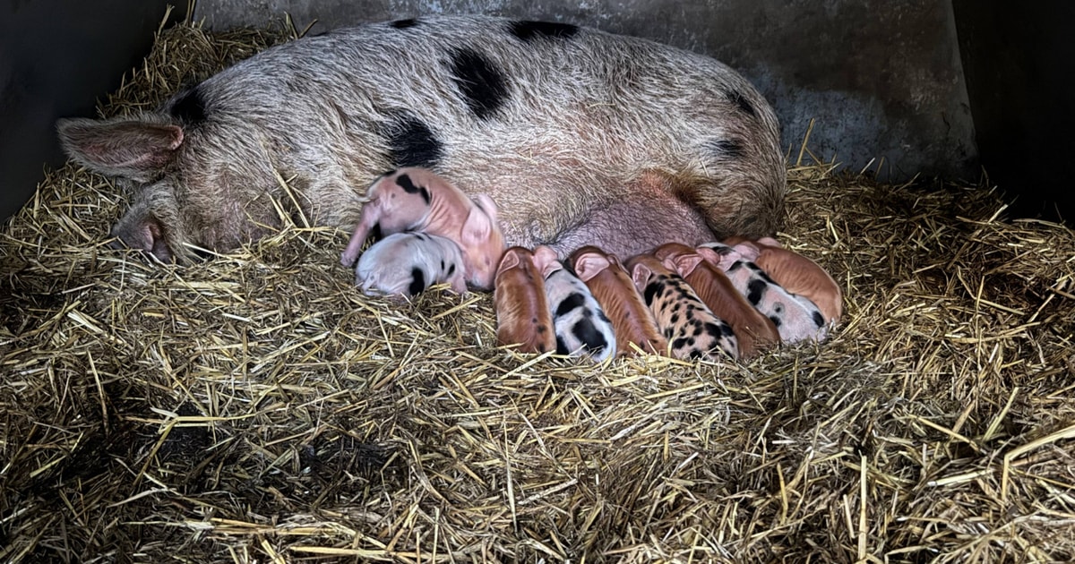 8 Micro, Kunekune, Wild Boar Cross Breeding, Growing Gilts, Boars ...