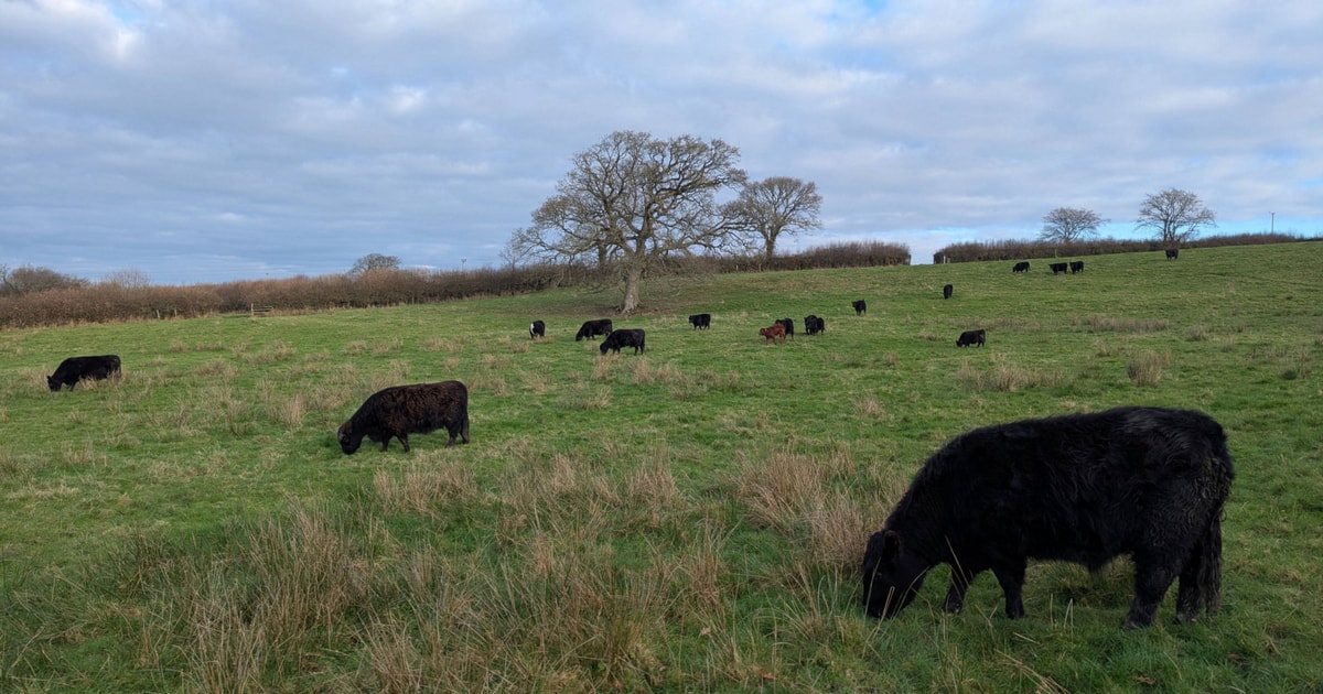 16 Dexter, Galloway, Australian Lowline Cross In-Calf Breeding Cows ...