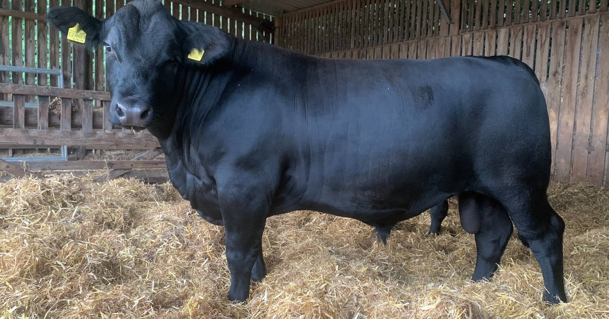 4 Pedigree Aberdeen Angus Breeding Bulls | SellMyLivestock - The Online ...