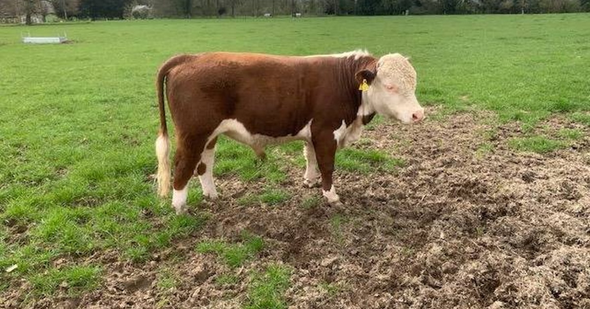 1 Pedigree Traditional Hereford Breeding Bull, Young Bull ...