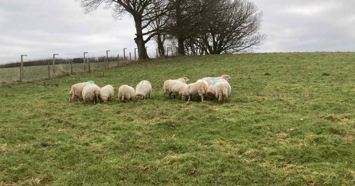 15 Welsh Mule, Welsh Halfbred Cross In-Lamb Breeding, Store Ewes ...